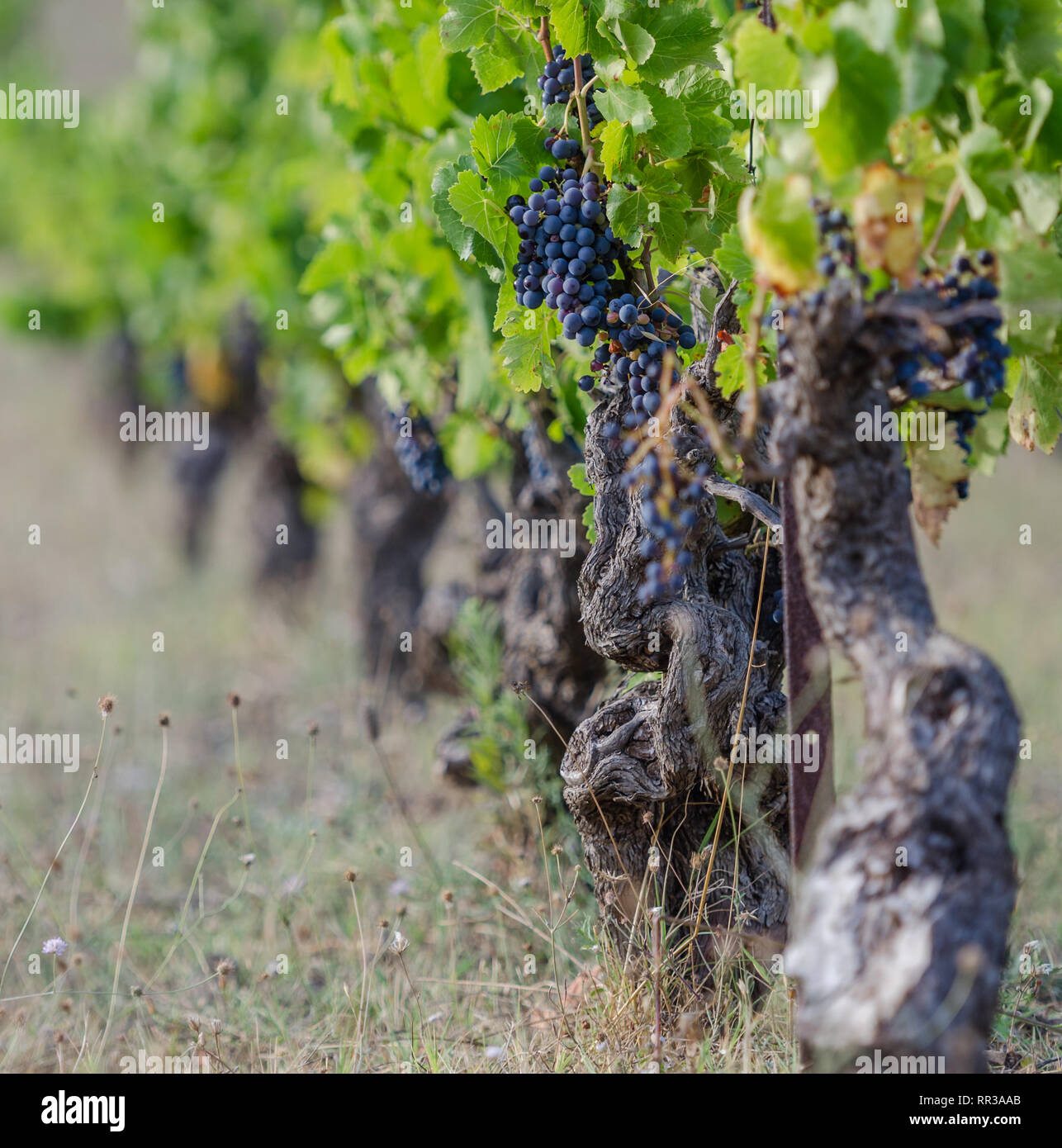 Grape trees hi-res stock photography and images - Alamy