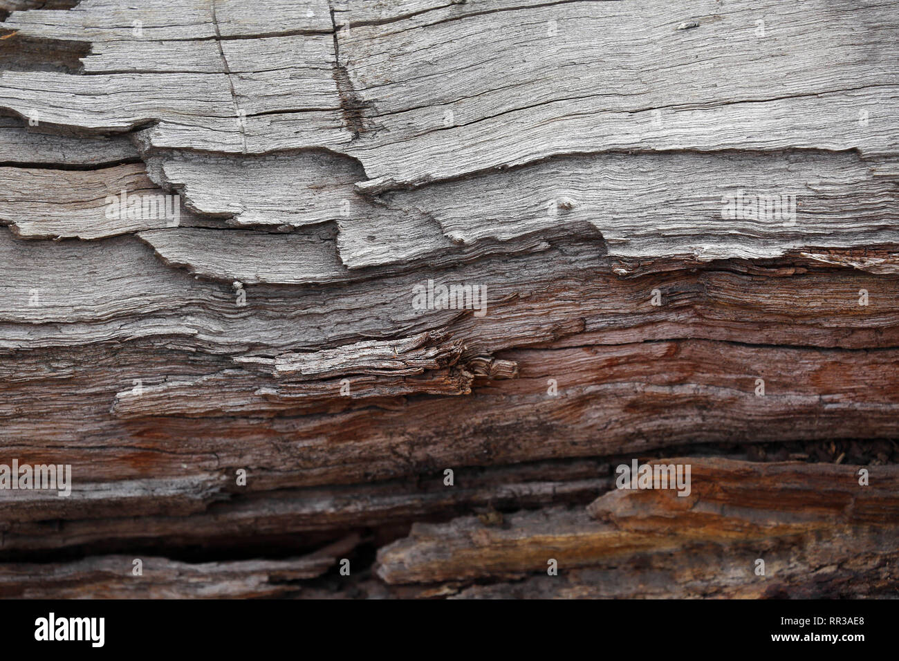 Cambium Layer High Resolution Stock Photography and Images - Alamy