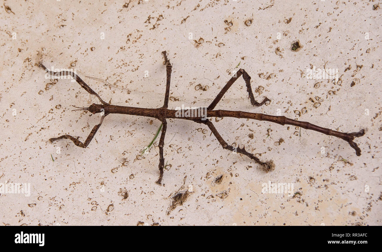 Camouflage Insect Walking Stick Stock Photos & Camouflage Insect ...