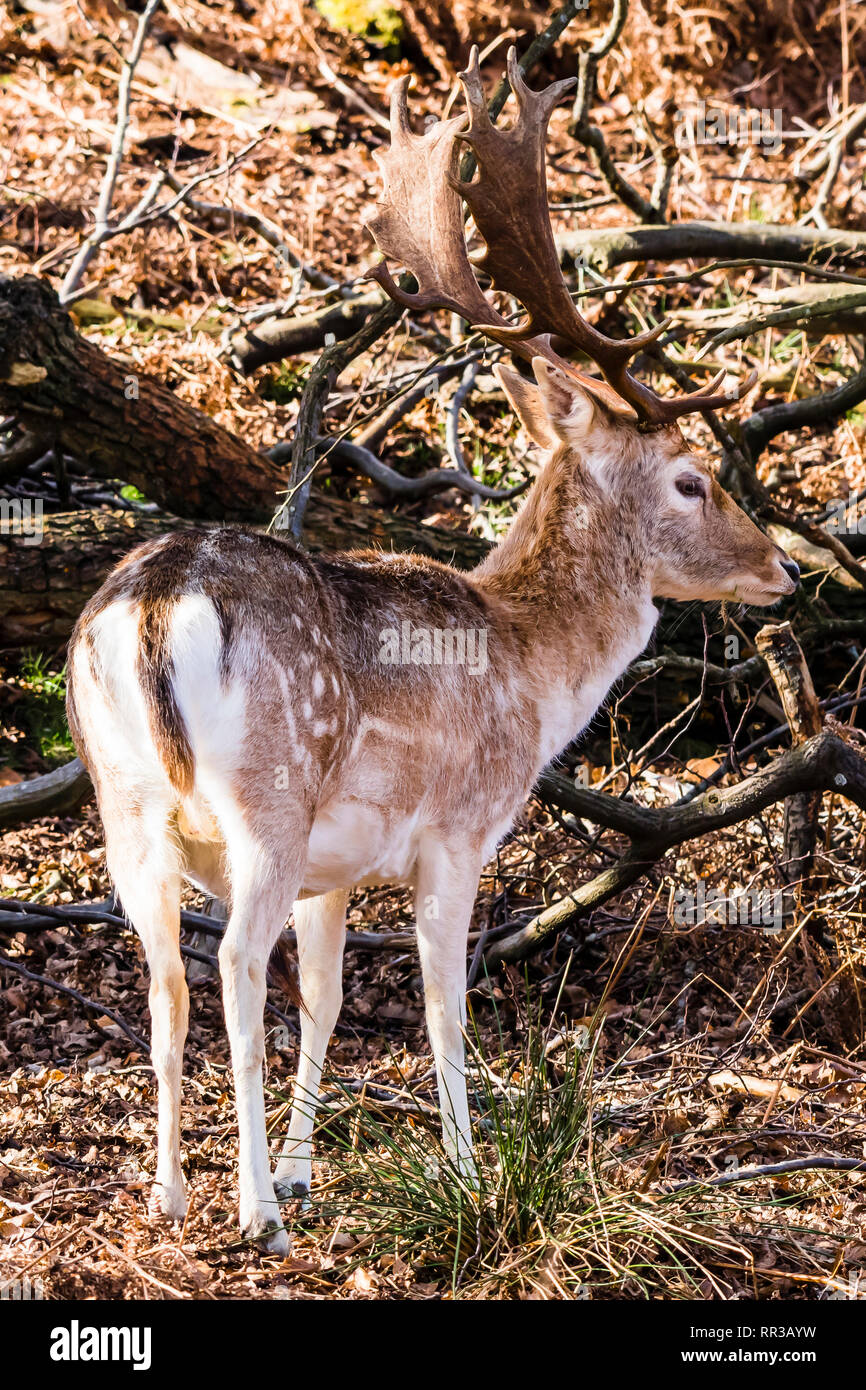 Fallow Deer stag standing at Knole Park, Kent, UK Stock Photo - Alamy