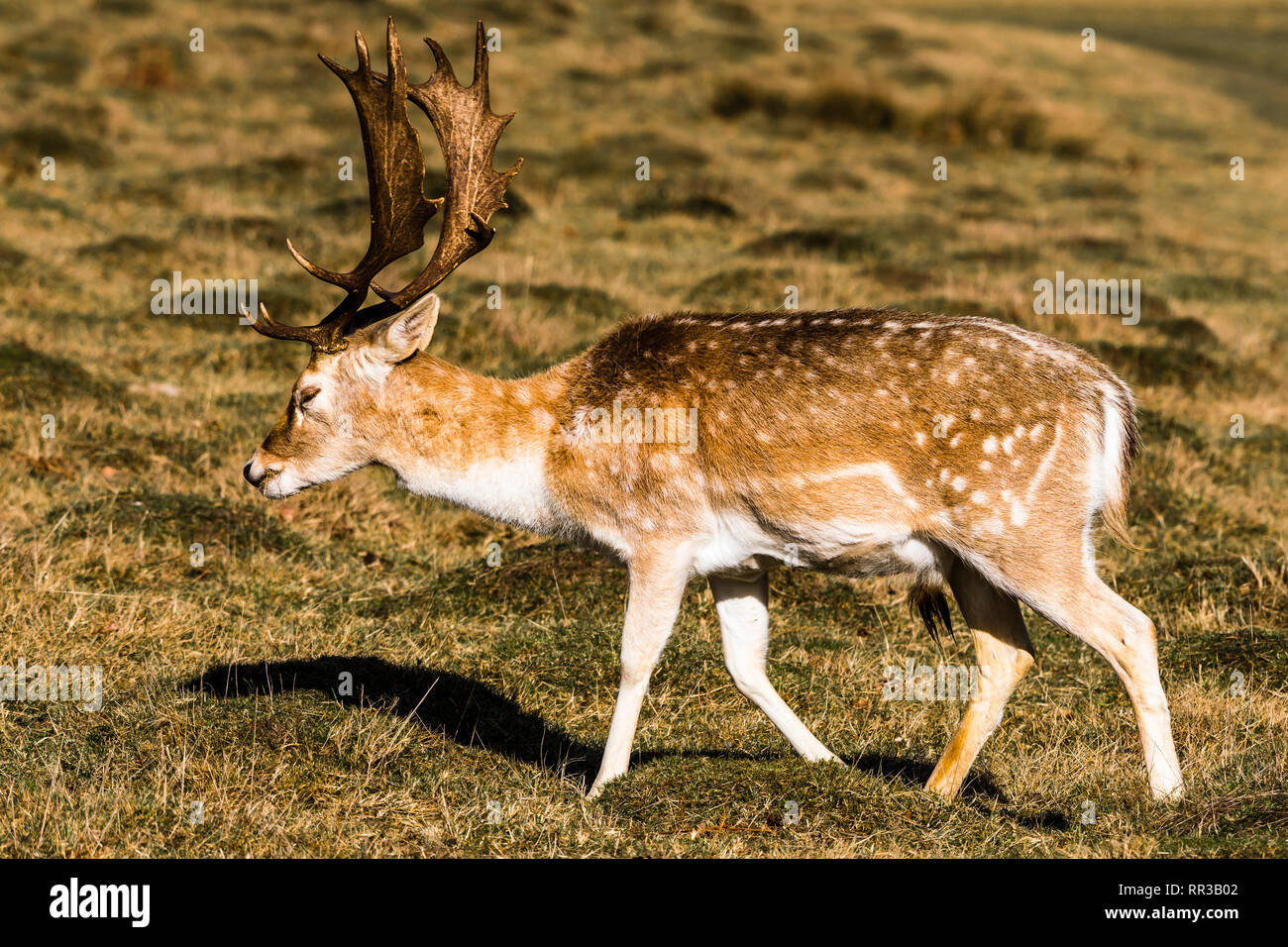 Fallow Deer Tail High Resolution Stock Photography and Images - Alamy