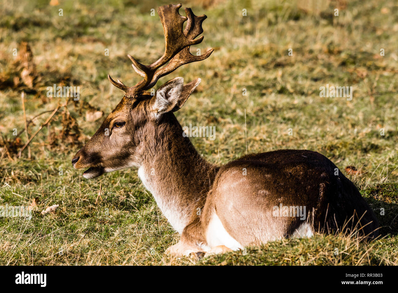 Fallow Deer stag sitting at Knole Park, Kent, UK Stock Photo - Alamy