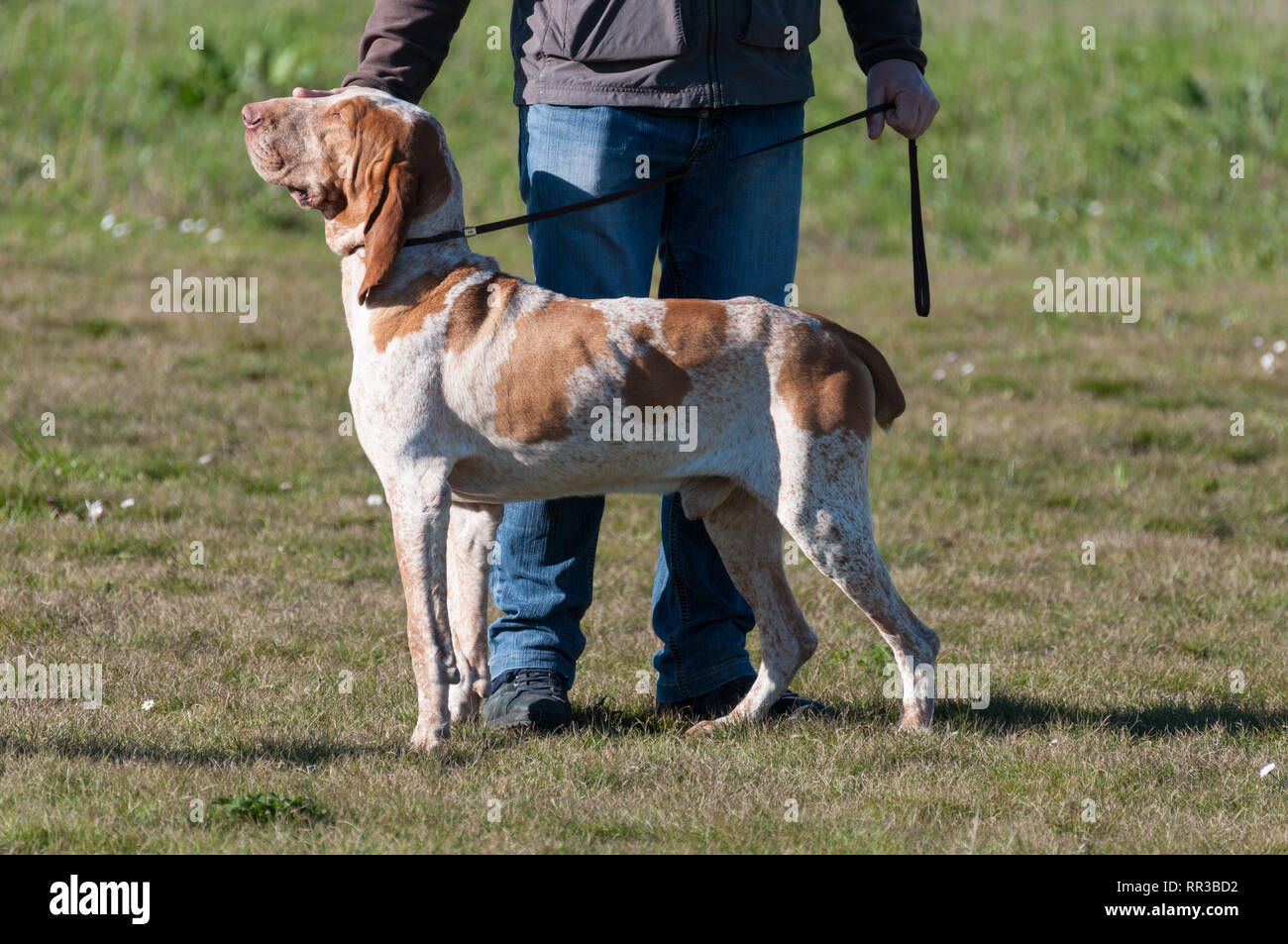 Italian Bracco, a pointing hunting dog breed Stock Photo - Alamy