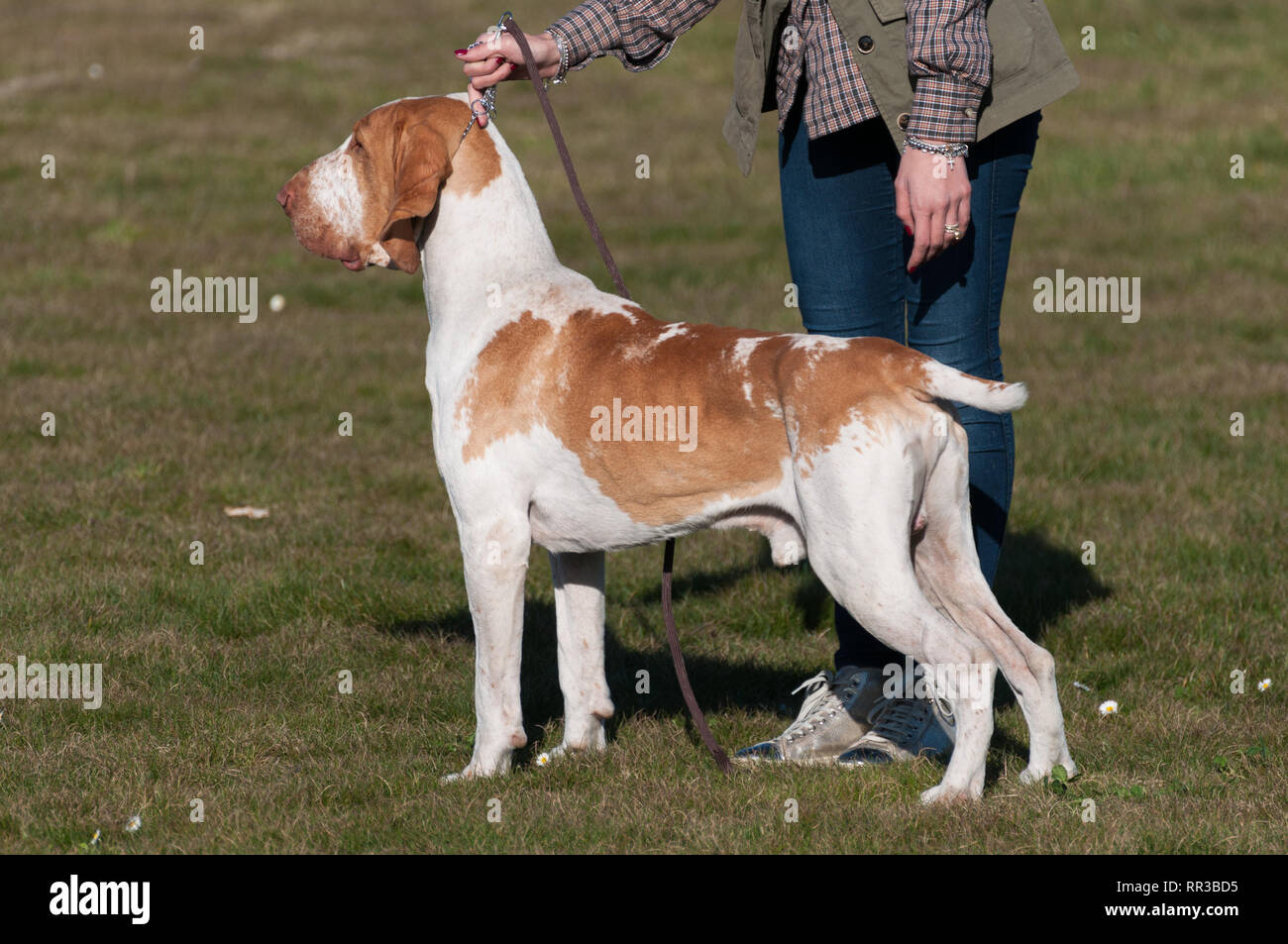Italian Bracco, a pointing hunting dog breed Stock Photo - Alamy