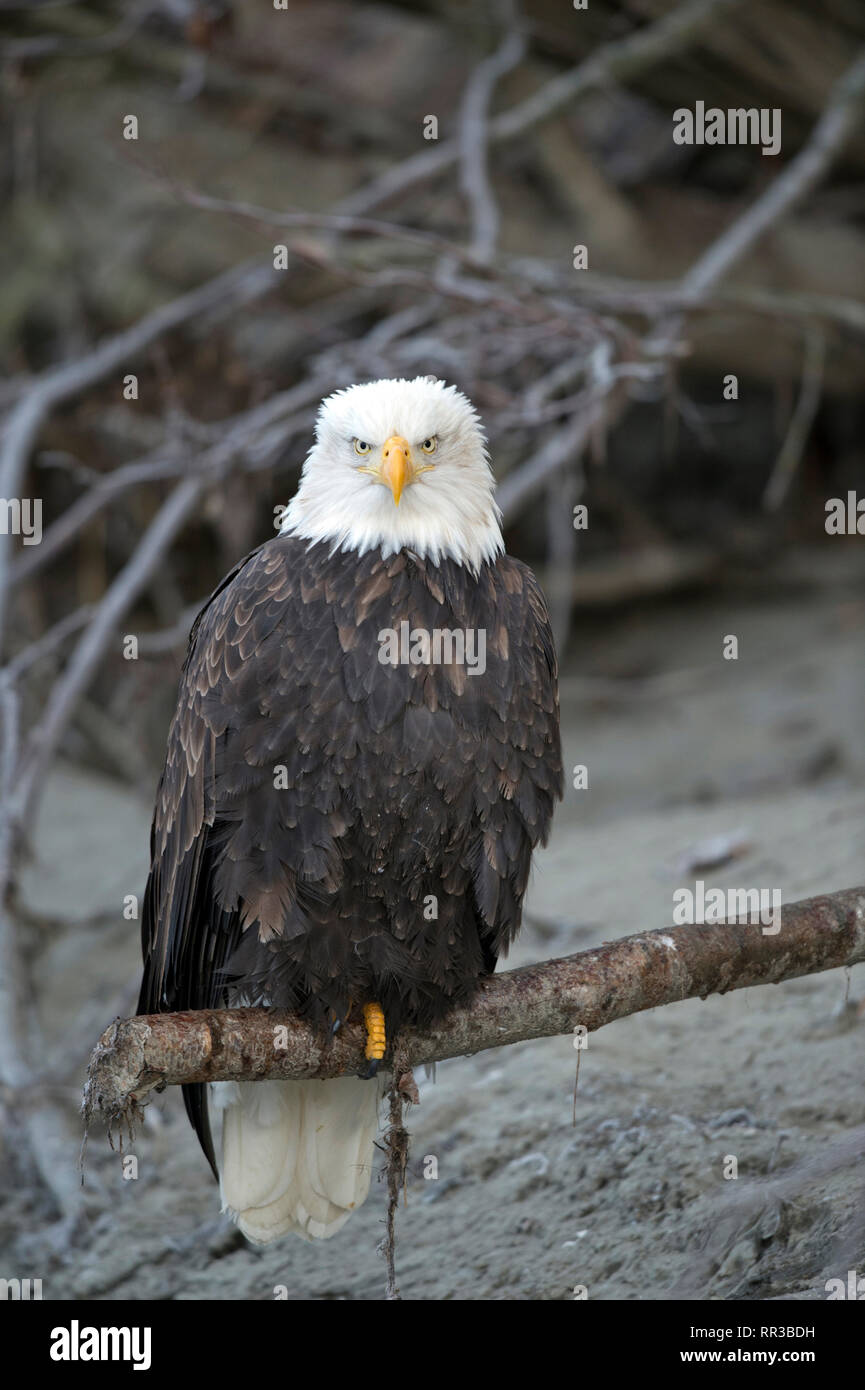 Bald Eagle Body Parts