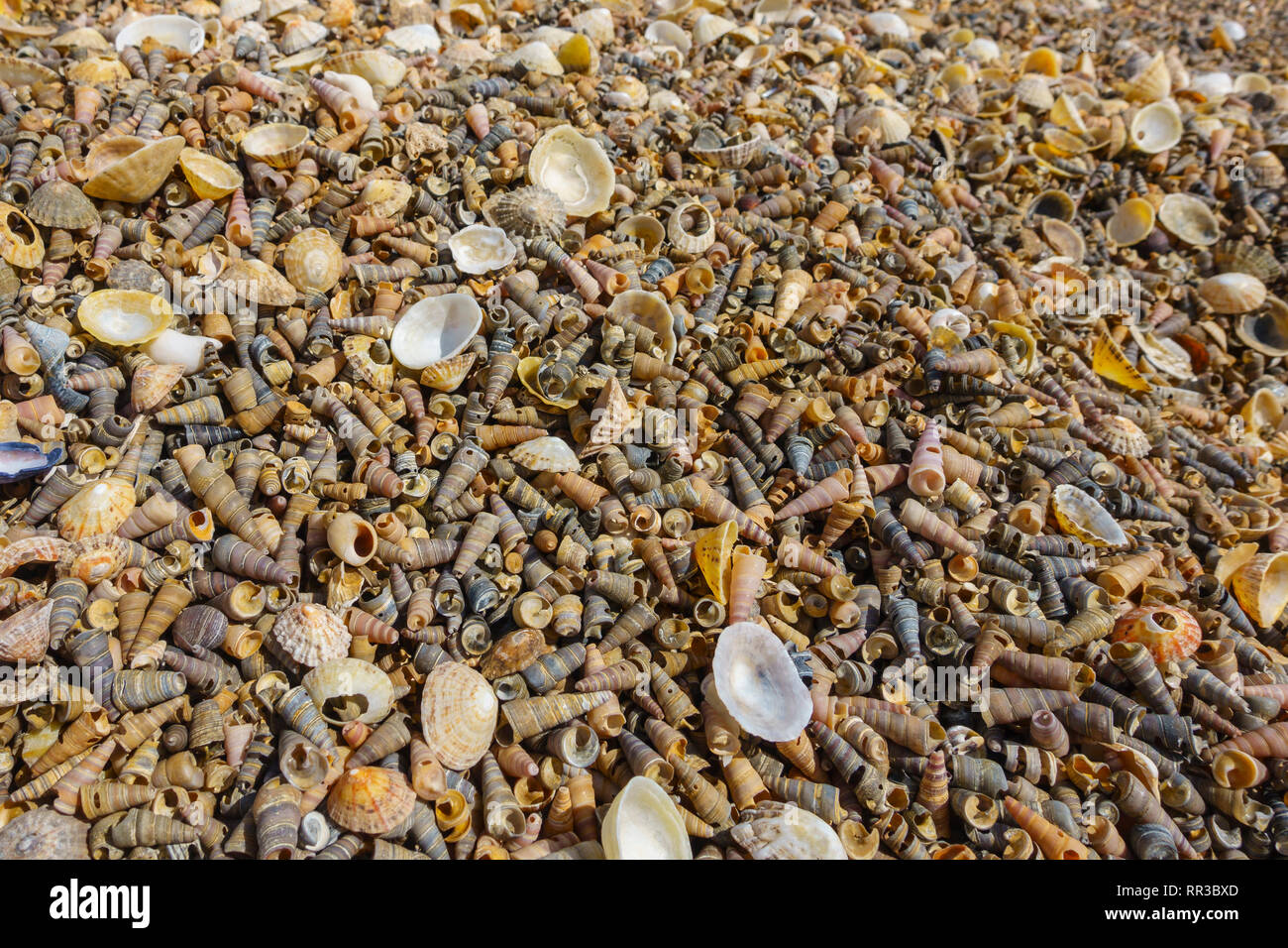Washed Up Shells High Resolution Stock Photography and Images - Alamy