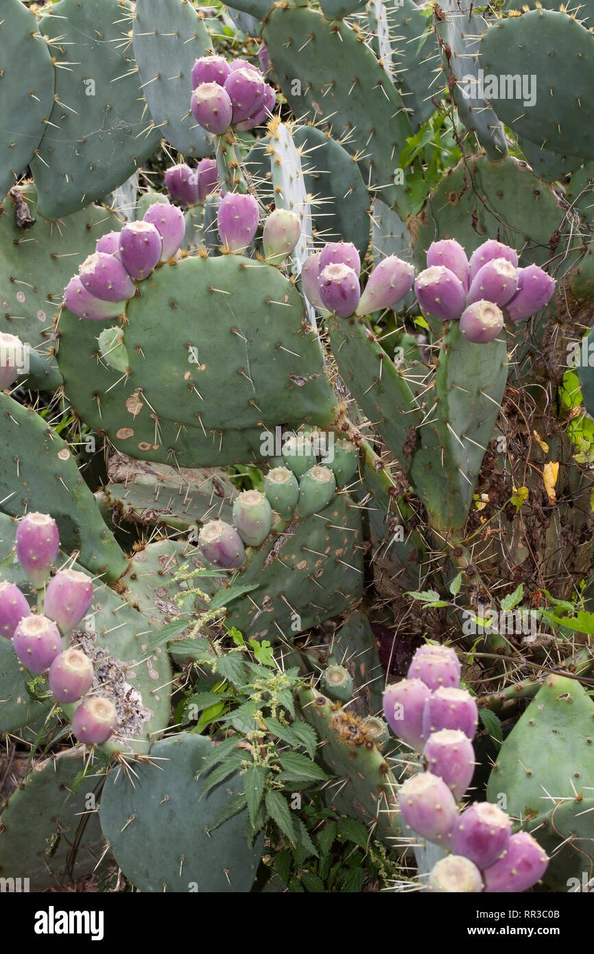 Barbary fig tree hi-res stock photography and images - Alamy
