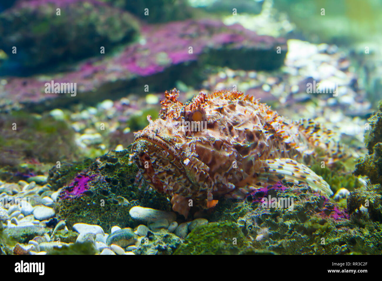Scorpion fish, scorpionfish, (Scorpaenopsis oxycephala), aquarium ...