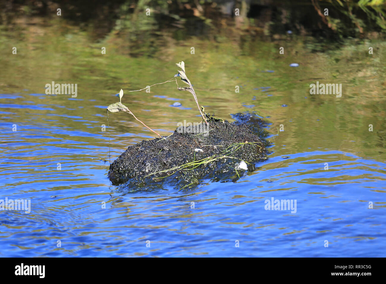 submerged piece of mud with growth growing out of it, portugal Stock ...