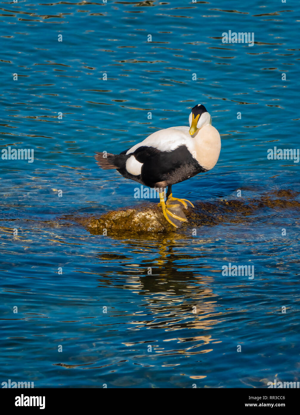 Large sea duck hi-res stock photography and images - Alamy