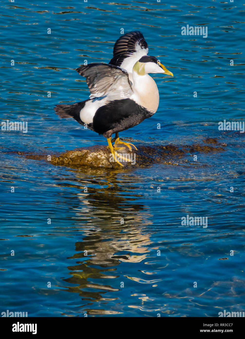 Large Sea Duck High Resolution Stock Photography and Images - Alamy