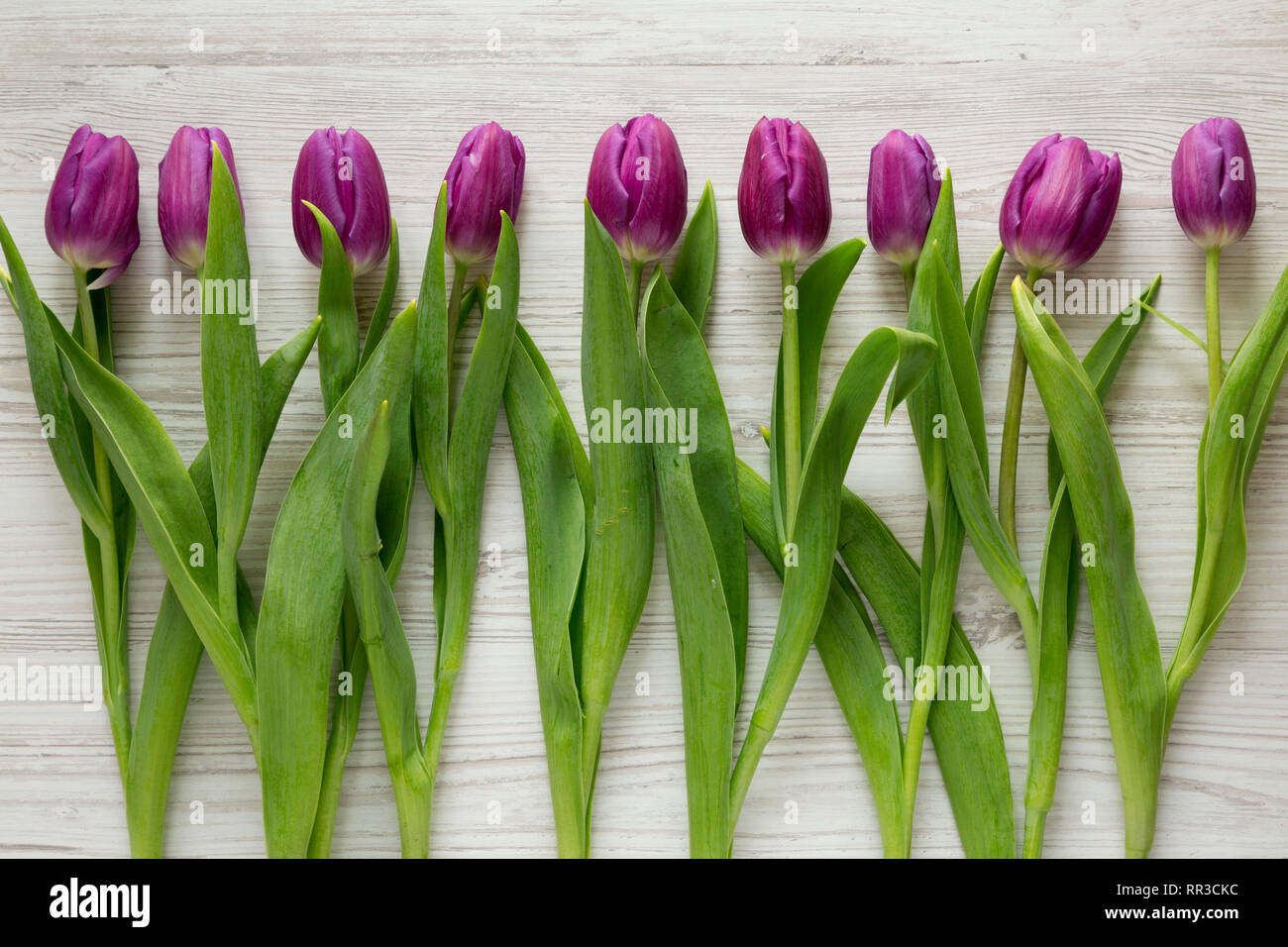 Purple tulips on white wooden surface, top view. Flat lay, overhead ...