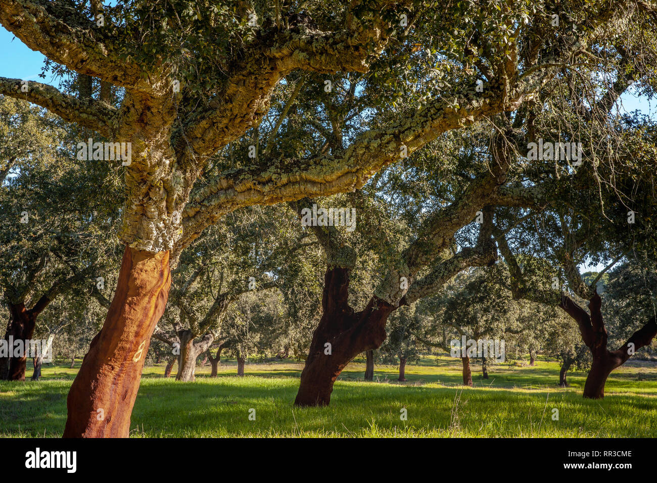 Cork plantations hi-res stock photography and images - Alamy