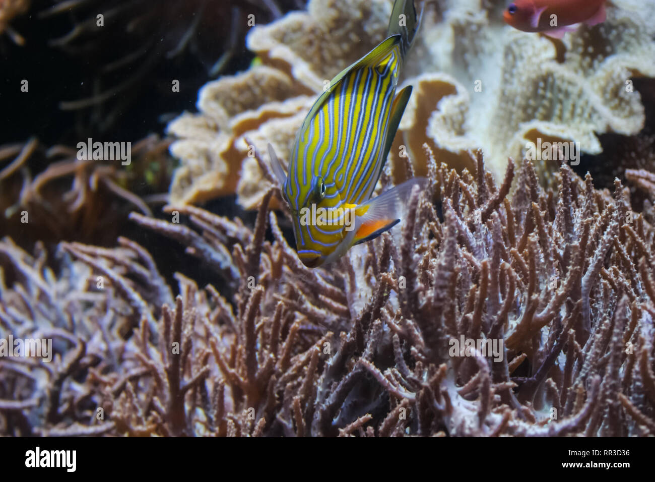 Beautiful fish swim in the middle of a coral reef. Beautiful fish swim ...