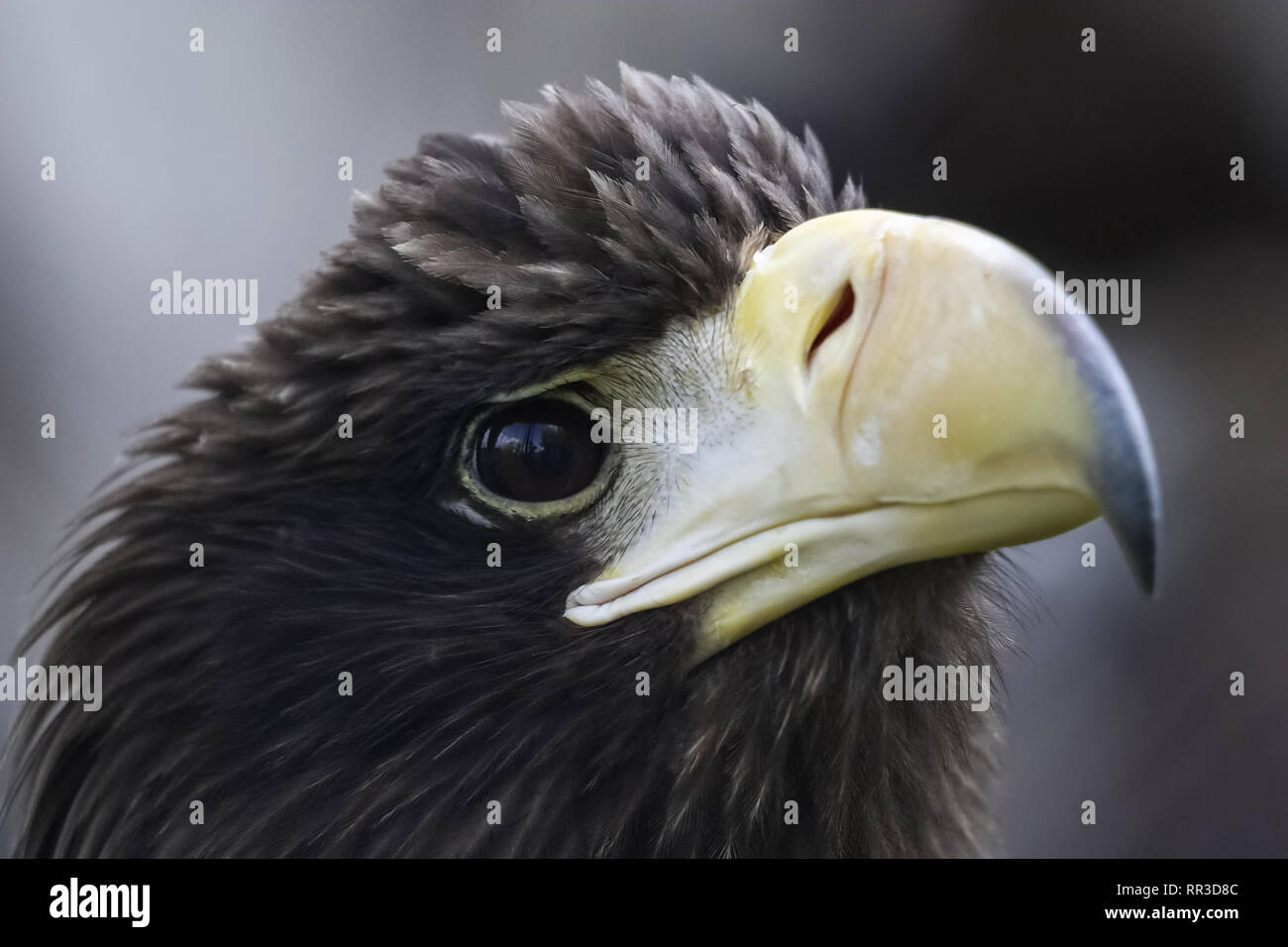 Bird eagle closeup, eagle head and beak. Bird eagle closeup, eagle head ...