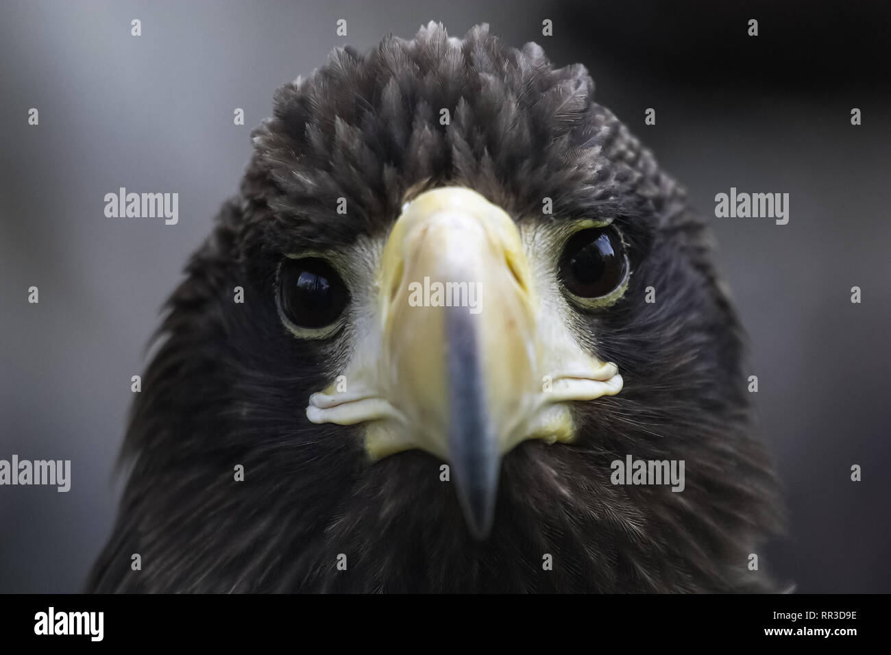 Bird eagle closeup, eagle head and beak. Bird eagle closeup, eagle head ...