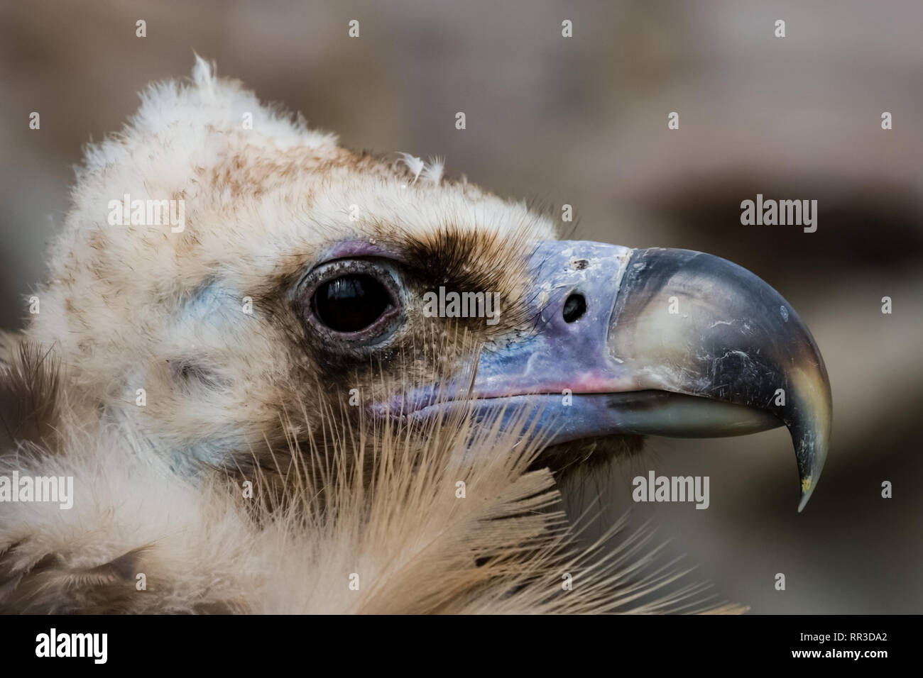 Bird eagle closeup, eagle head and beak. Bird eagle closeup, eagle head ...