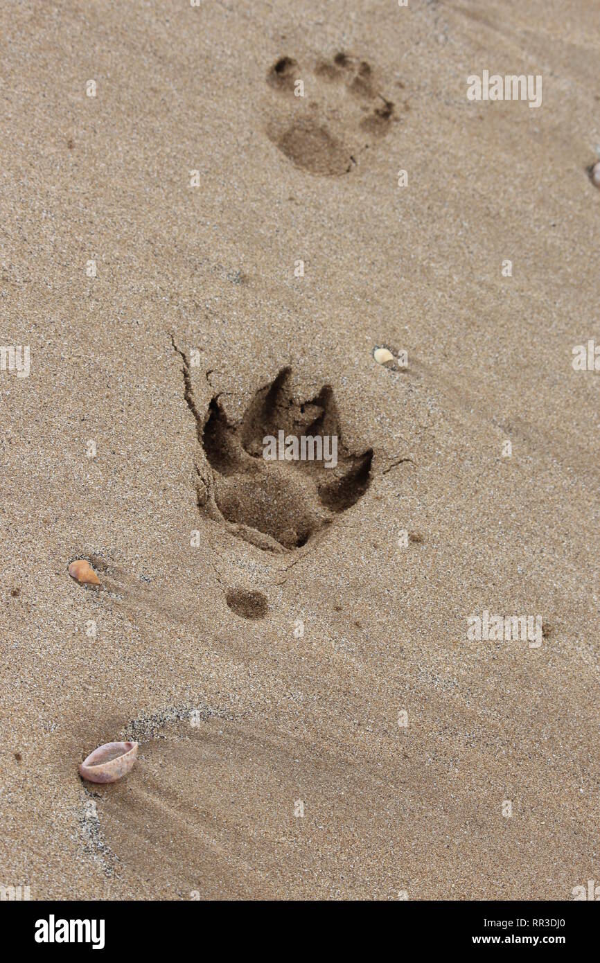 Dog paw print hi-res stock photography and images - Alamy