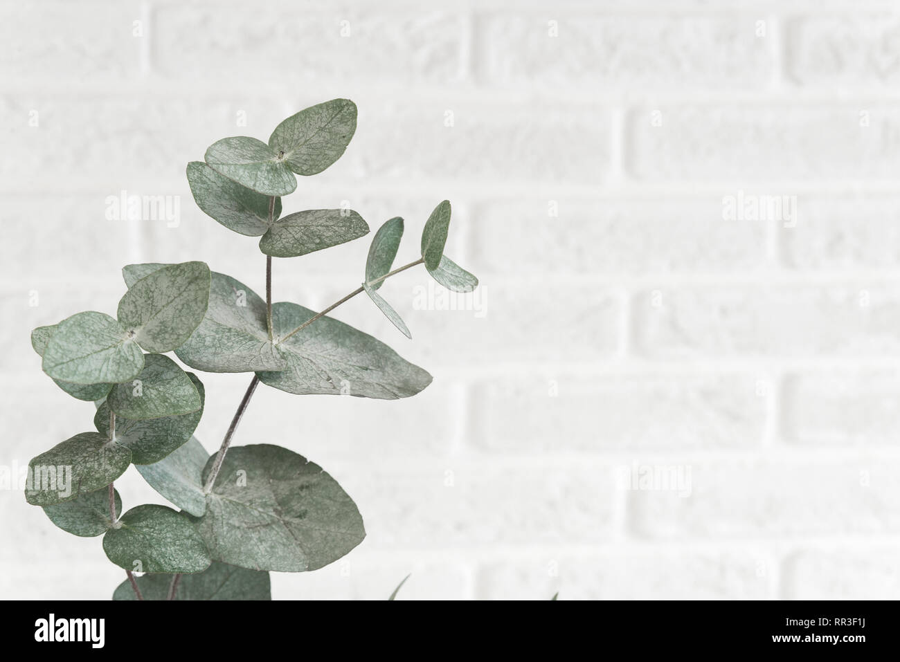 Eucalyptus branch isolated on bright background, studio shot ...