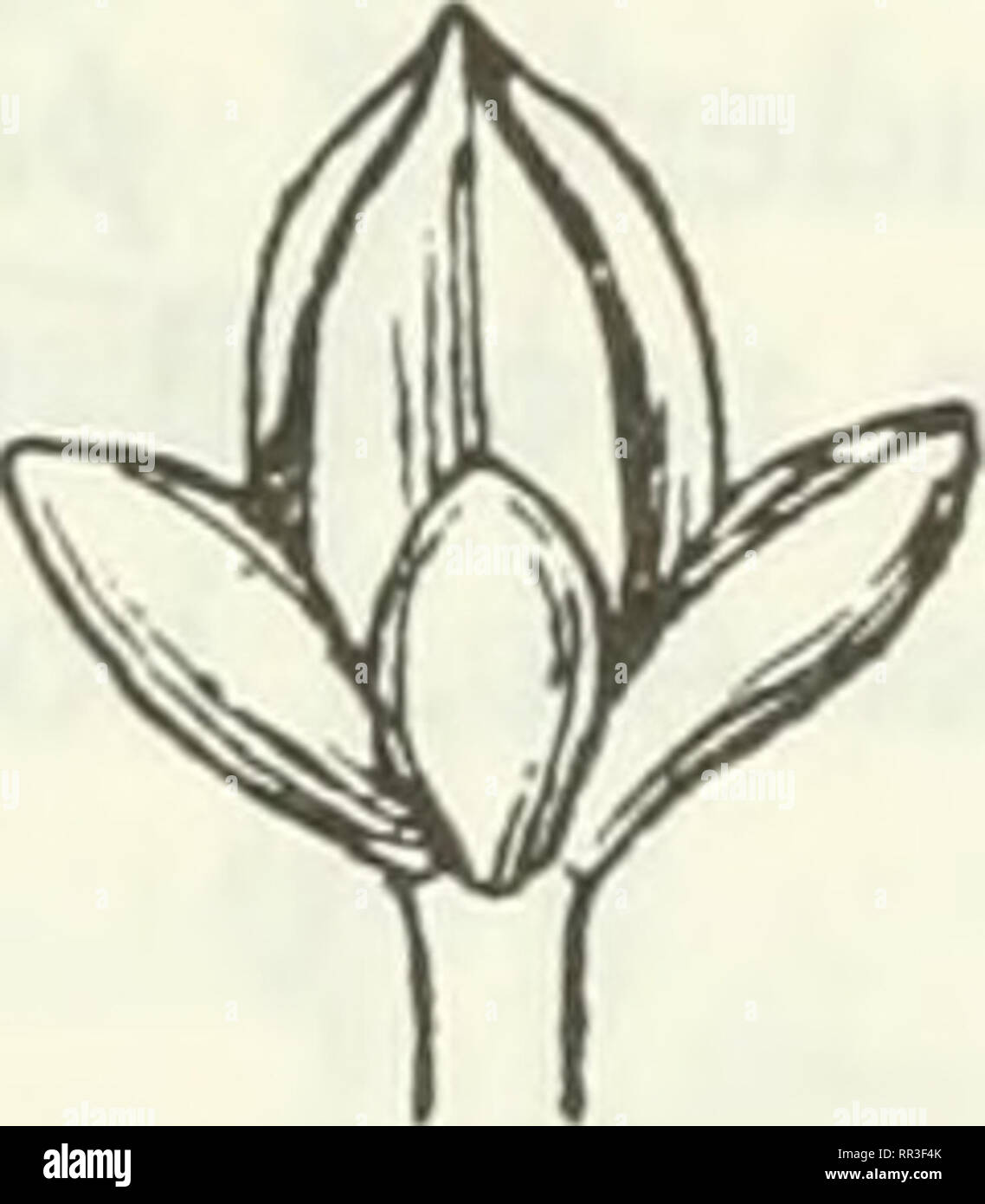 . An account of the genus Sedum as found in cultivation. Sedum ...