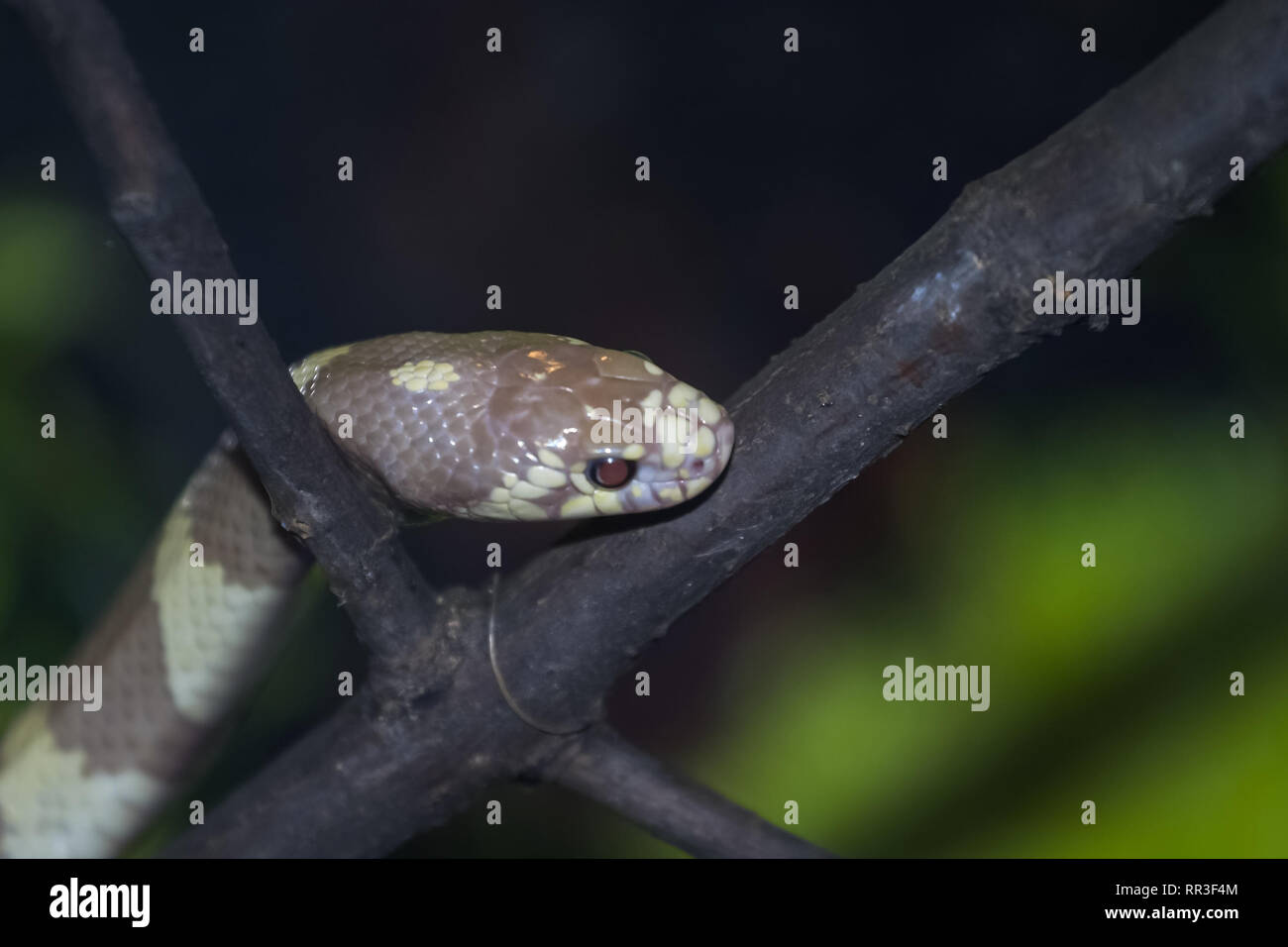 Exotic snake in the terrarium. Tropical snake Stock Photo - Alamy