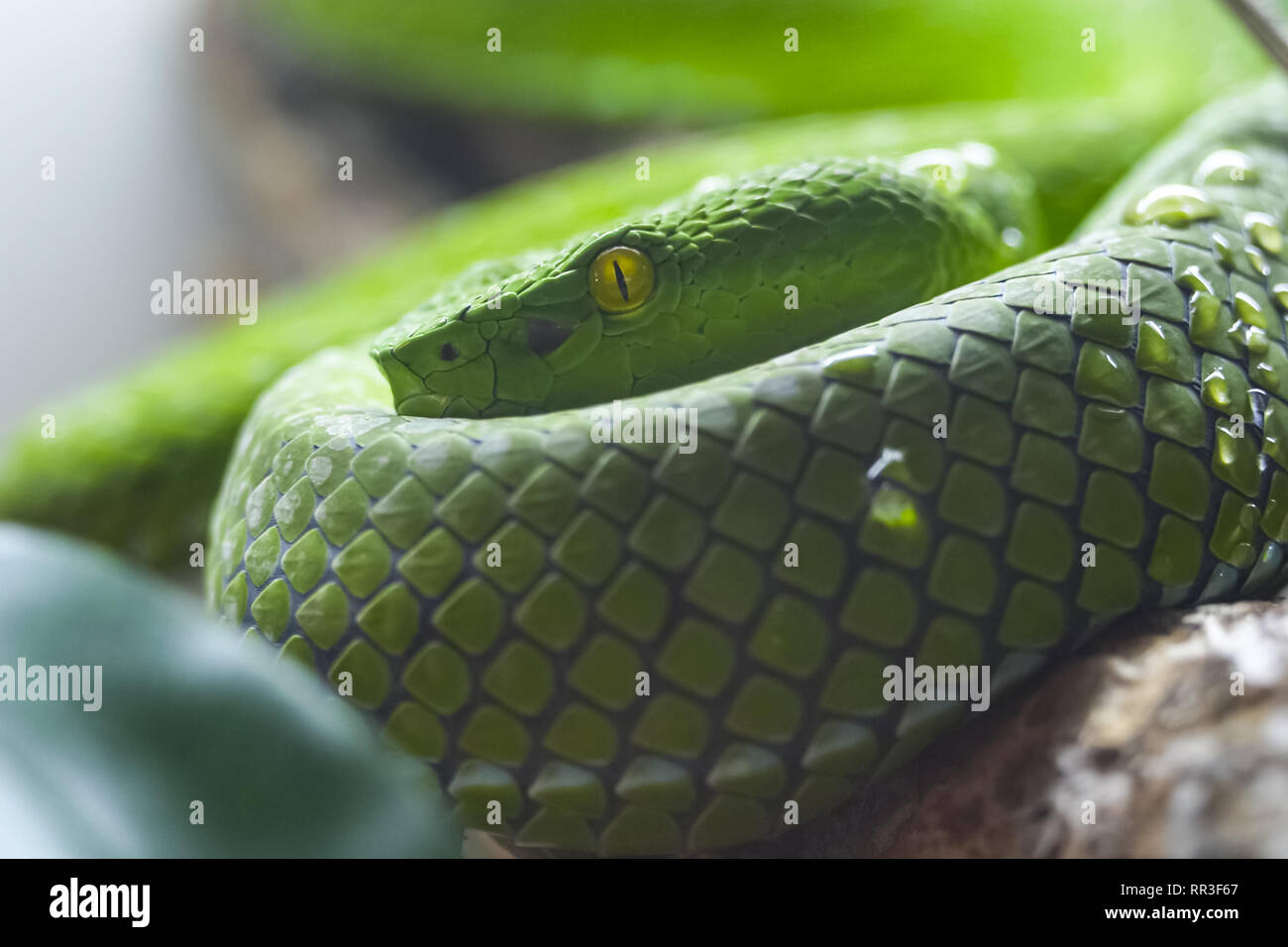 Exotic snake in the terrarium. Tropical snake Stock Photo - Alamy