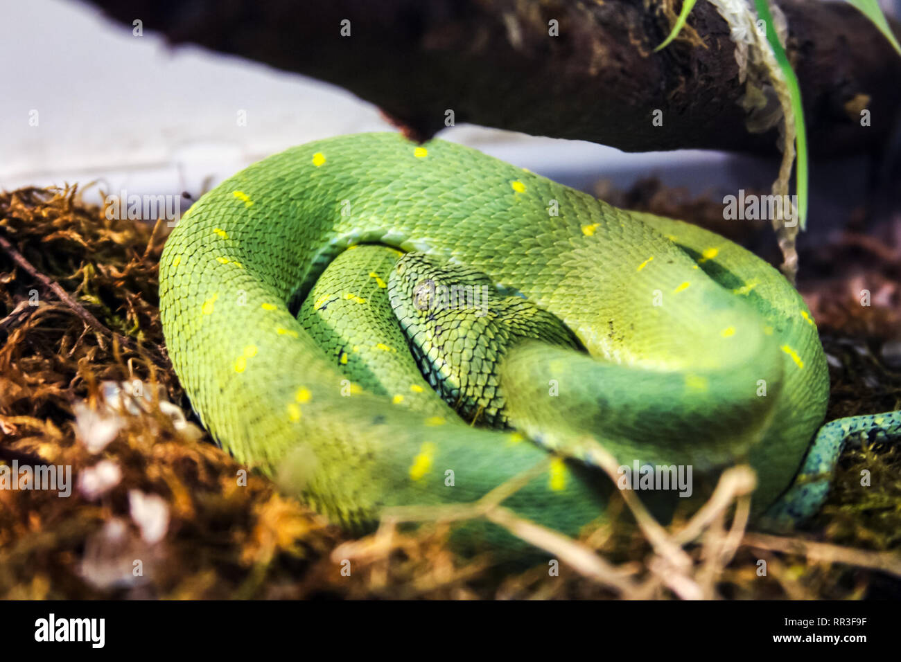 Snakes Spiral Texture High Resolution Stock Photography and Images - Alamy