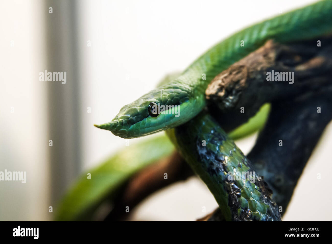 Exotic snake in the terrarium. Tropical snake Stock Photo - Alamy