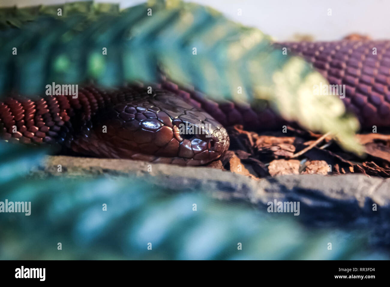 Exotic snake in the terrarium. Tropical snake Stock Photo - Alamy