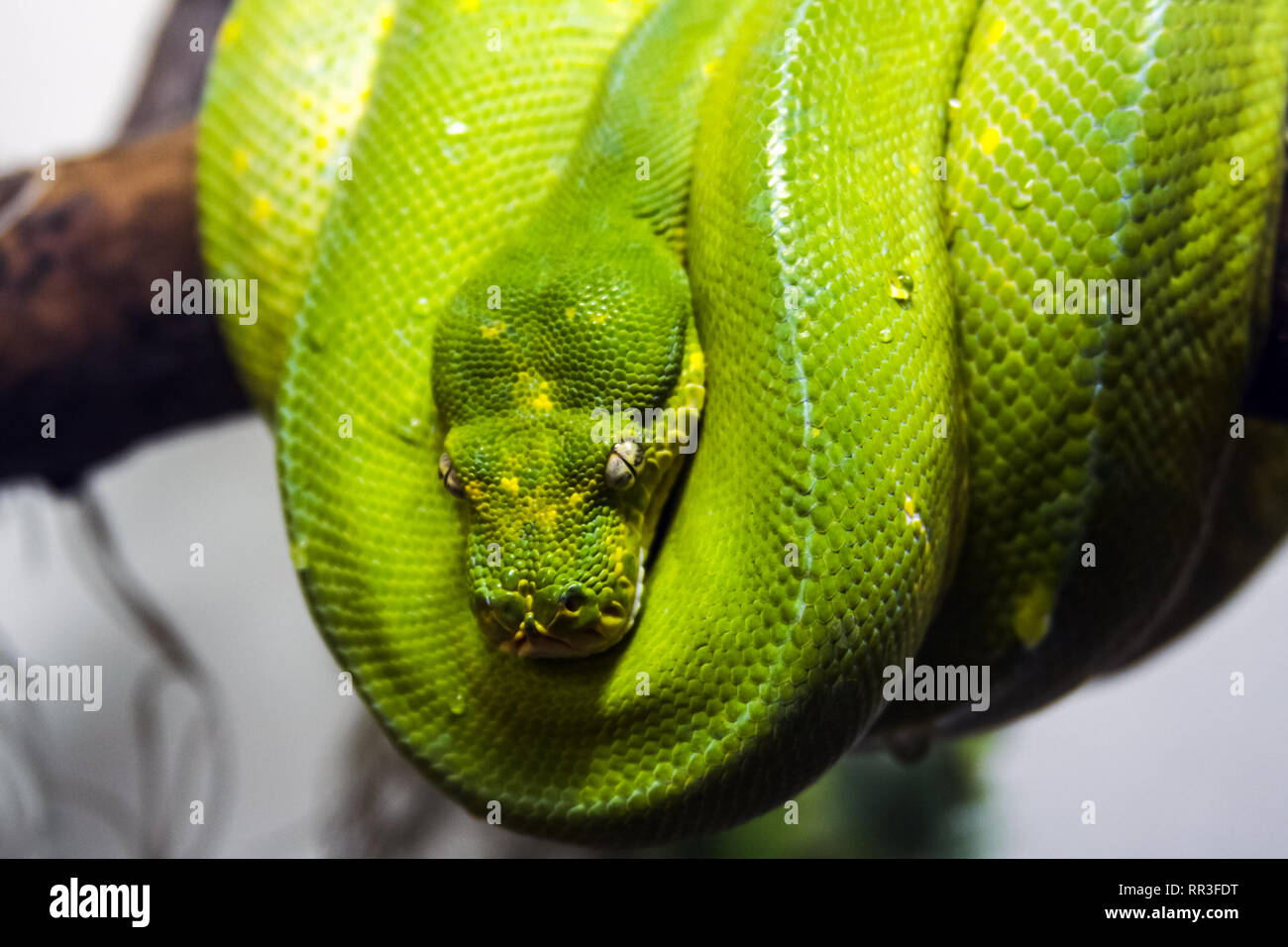 Exotic snake in the terrarium. Tropical snake Stock Photo - Alamy