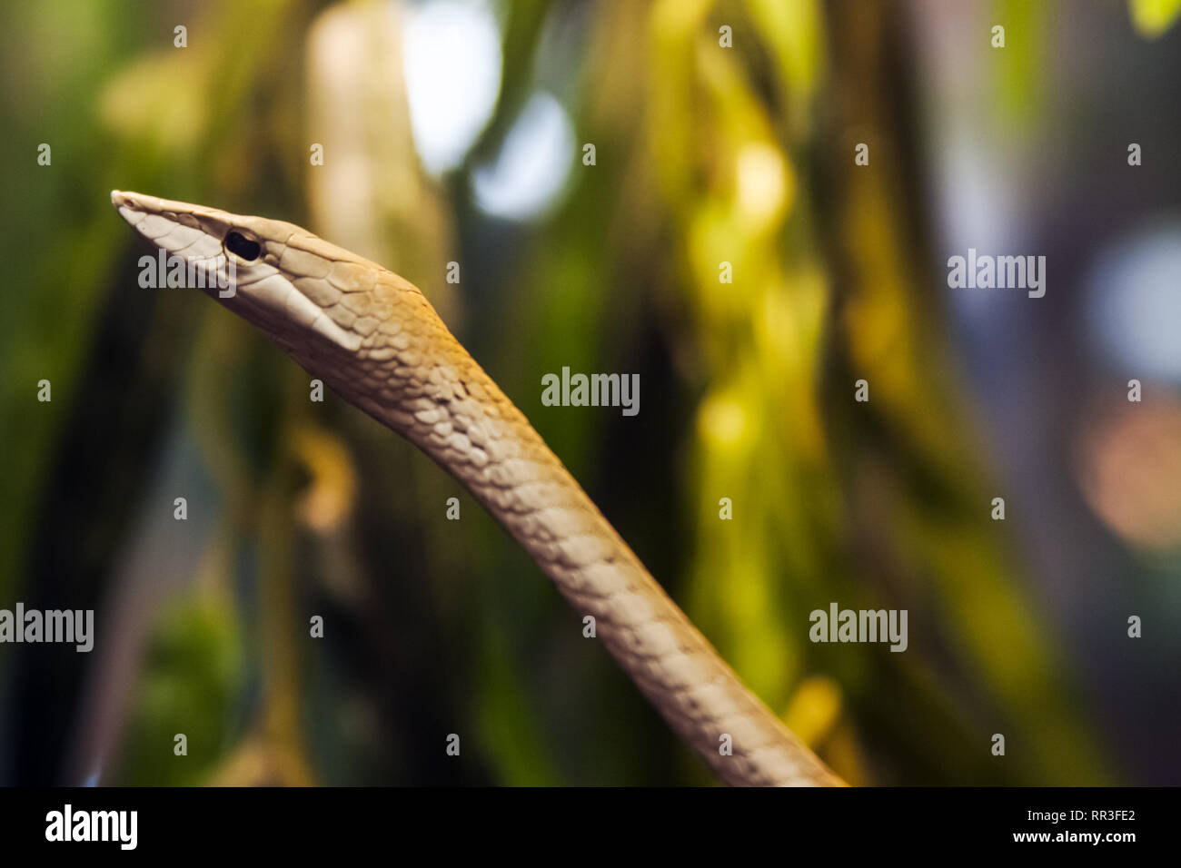 Exotic snake in the terrarium. Tropical snake Stock Photo - Alamy
