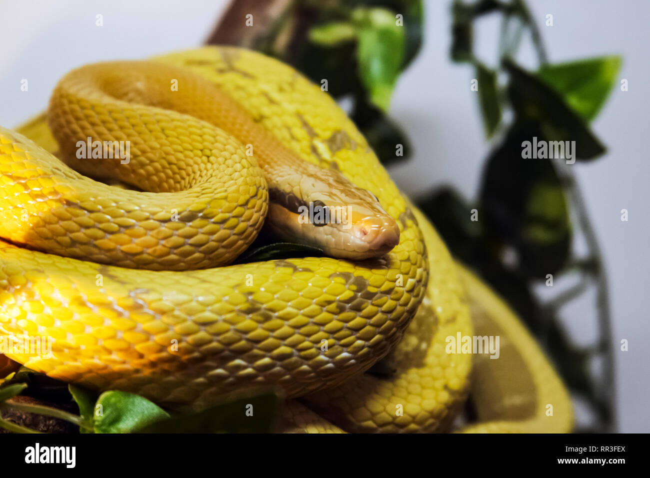 Exotic snake in the terrarium. Tropical snake Stock Photo - Alamy