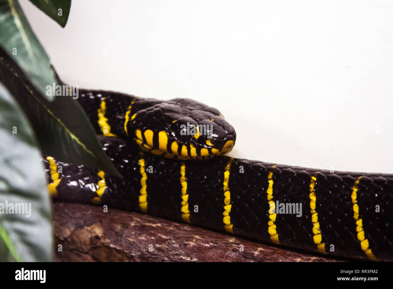 Exotic snake in the terrarium. Tropical snake Stock Photo - Alamy