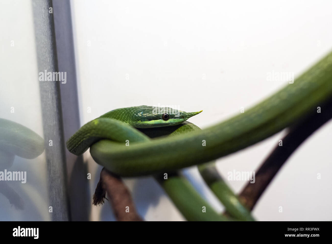 Exotic snake in the terrarium. Tropical snake Stock Photo - Alamy