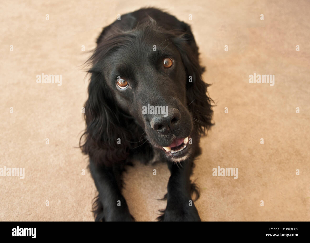 Funny cocker spaniel hi-res stock photography and images - Alamy