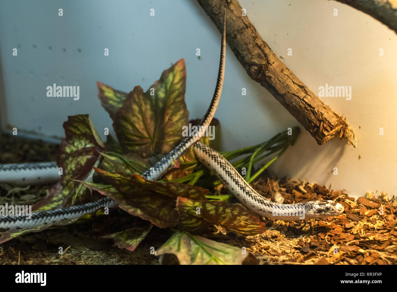 Exotic snake in the terrarium. Tropical snake Stock Photo - Alamy