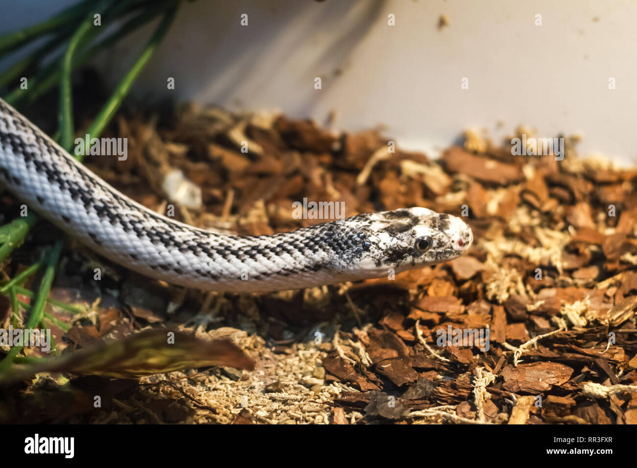 Exotic snake in the terrarium. Tropical snake Stock Photo - Alamy