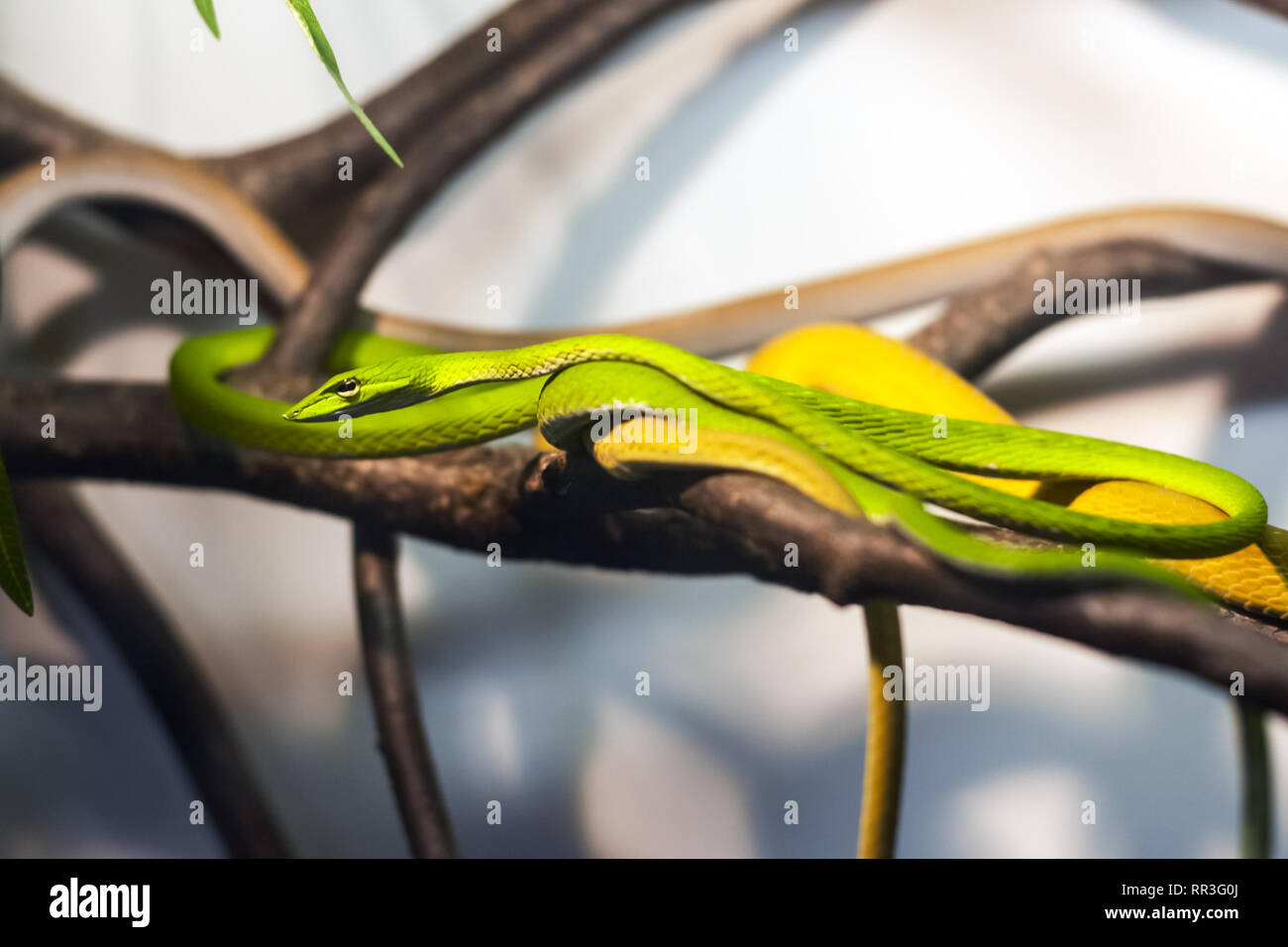 Exotic snake in the terrarium. Tropical snake Stock Photo - Alamy
