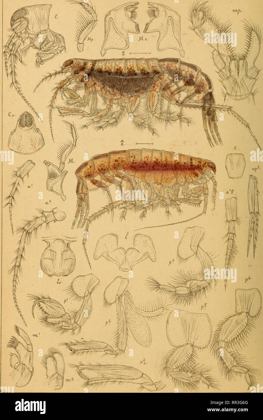. An account of the Crustacea of Norway, with short descriptions and ...