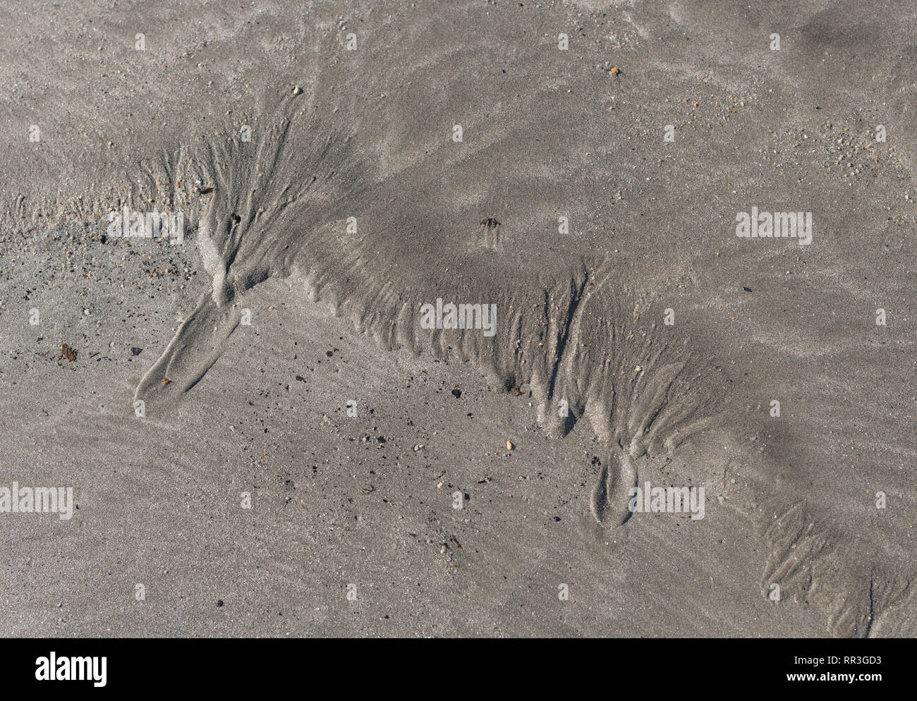 Sedimentary Fluid Sand Flows Fluvial Ridges Or Mars Like Water Flow Patterns On A Tidal Beach
