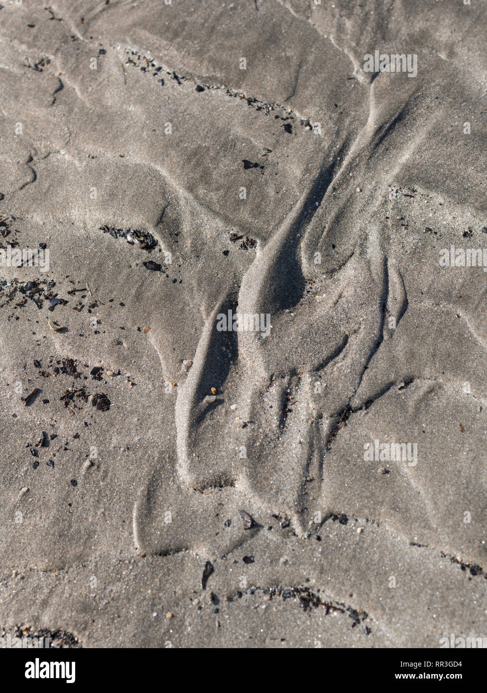 Sedimentary fluid sand flows / fluvial ridges or Mars-like water flow ...