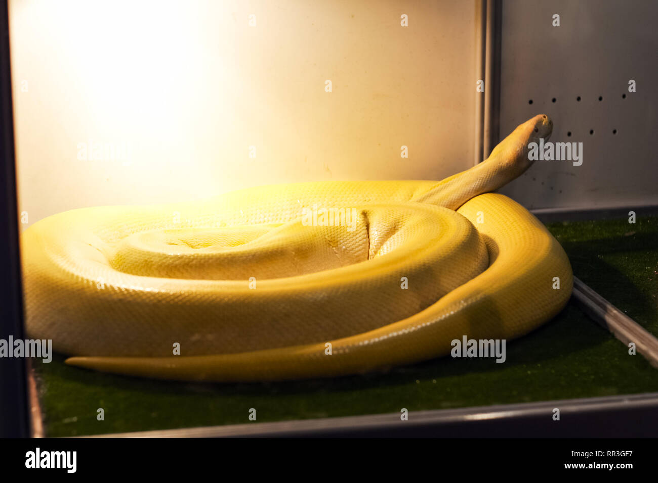 Exotic snake in the terrarium. Tropical snake Stock Photo - Alamy