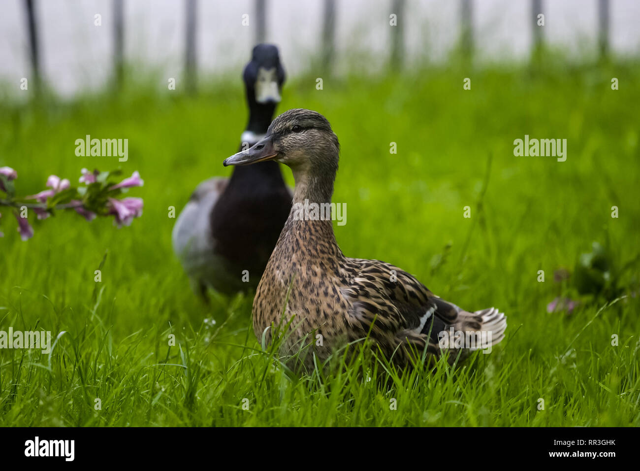 New zealand gray duck hi-res stock photography and images - Alamy