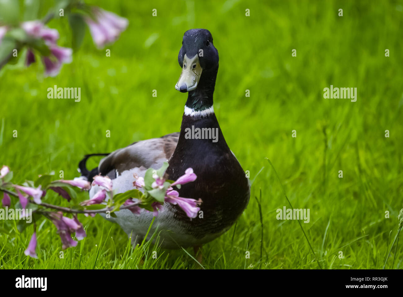 Gray ducks walk on the grass, ordinary gray ducks Stock Photo - Alamy