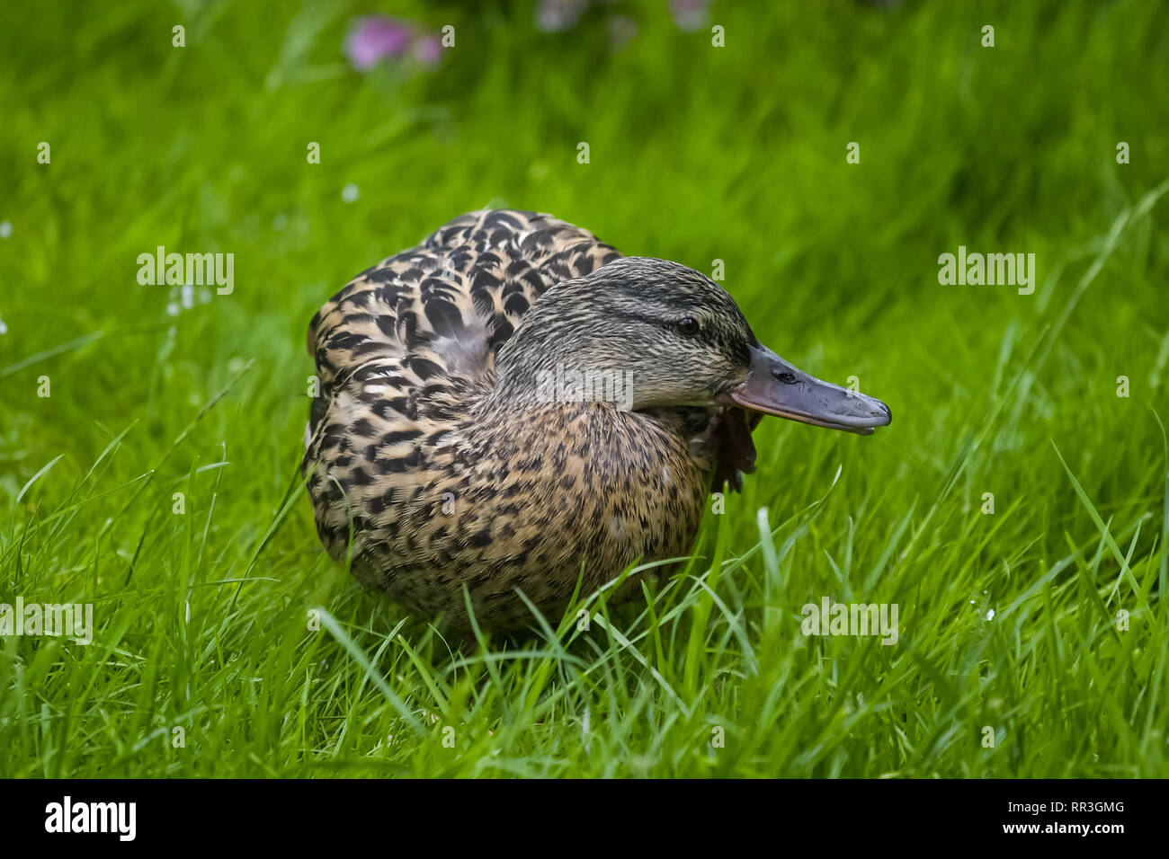 New zealand gray duck hi-res stock photography and images - Alamy