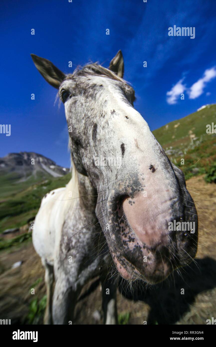 Dapple grey horse hi-res stock photography and images - Alamy