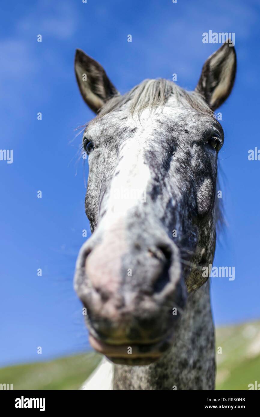 Grey mare range hi-res stock photography and images - Alamy