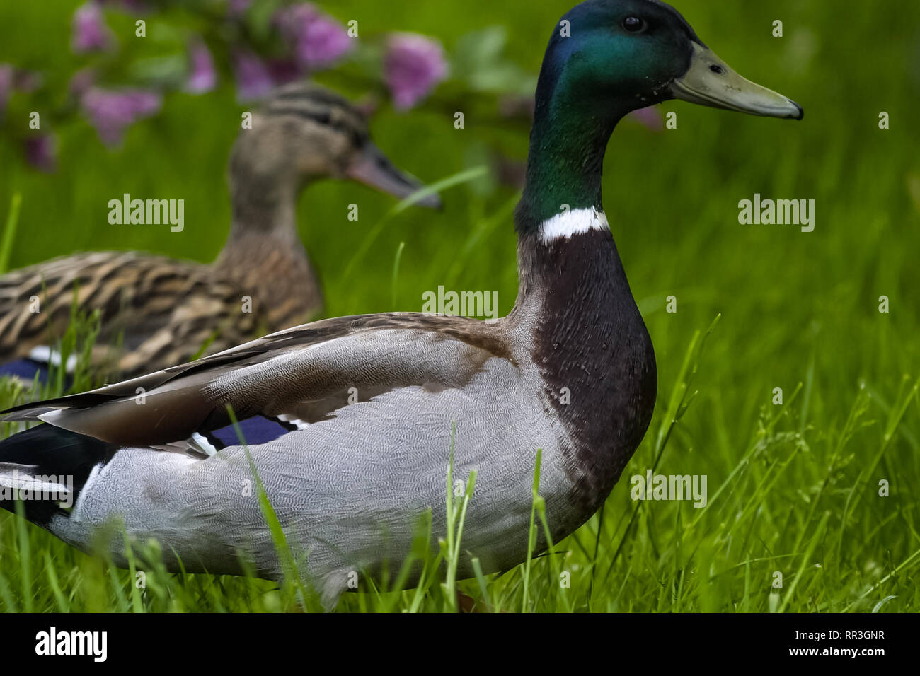 Gray ducks walk on the grass, ordinary gray ducks Stock Photo - Alamy