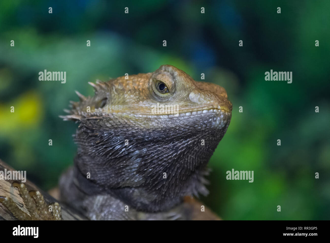 Iguana cozumel hi-res stock photography and images - Alamy