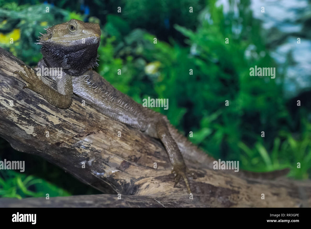 Gray iguana on a tree trunk, close-up photo of iguana, common iguana ...